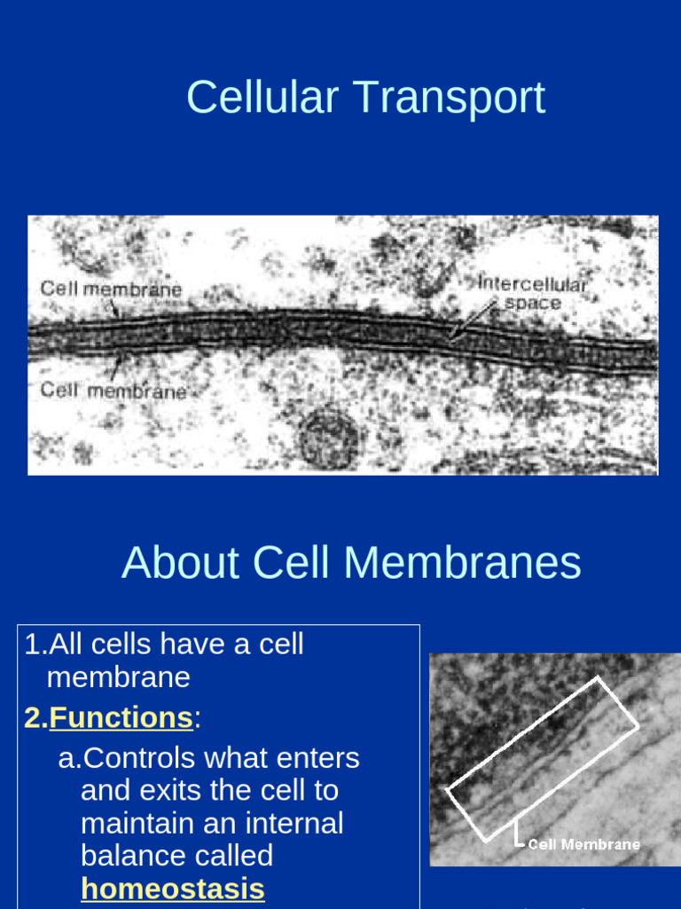 3 Cellular Transport | PDF | Cell Membrane | Osmosis