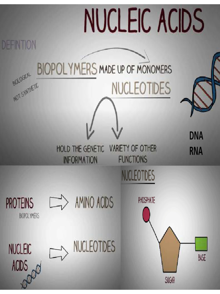Nucleic Acid | PDF