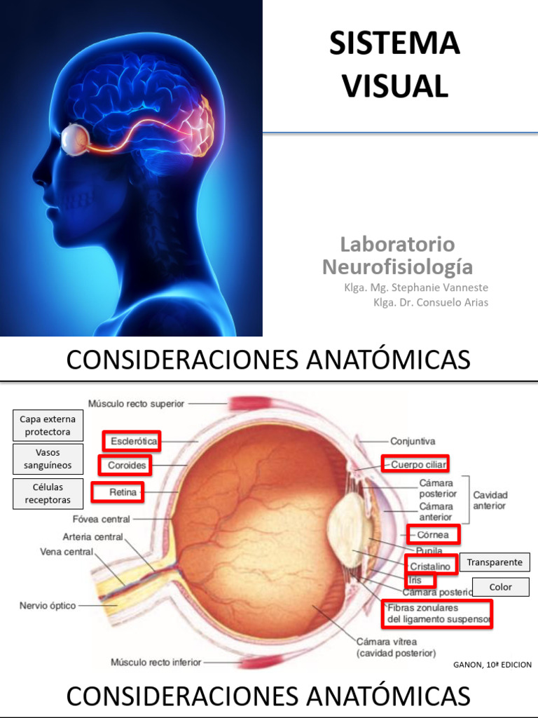 Anatomía y Función del Sistema Visual | PDF | Percepción visual | Color