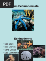 Echinoderms 3 | PDF