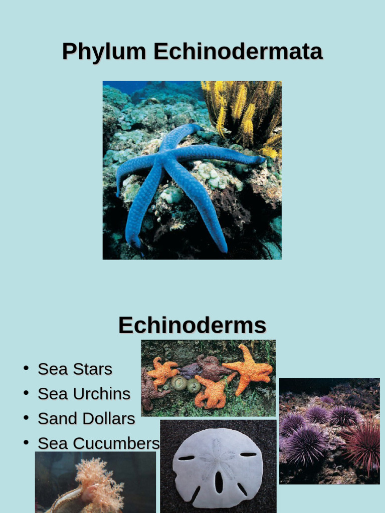 Phylum Echinodermata Notes | PDF | Zoology