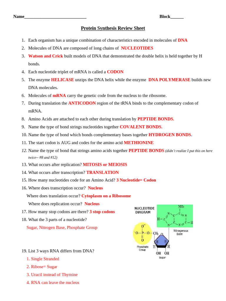 Protein Synthesis Review Sheet - Key | PDF | Translation (Biology ...