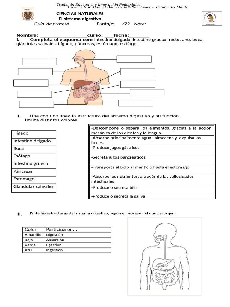 Guía del Sistema Digestivo para 5° Básico | PDF