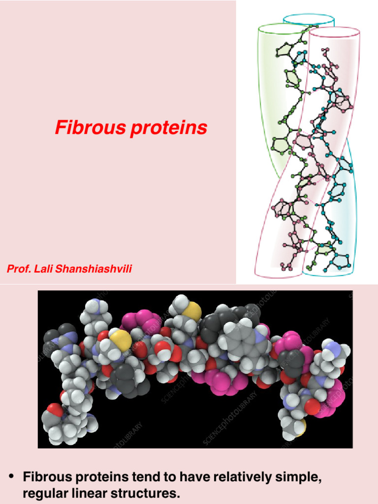 L5 - Fibrous Protein | PDF