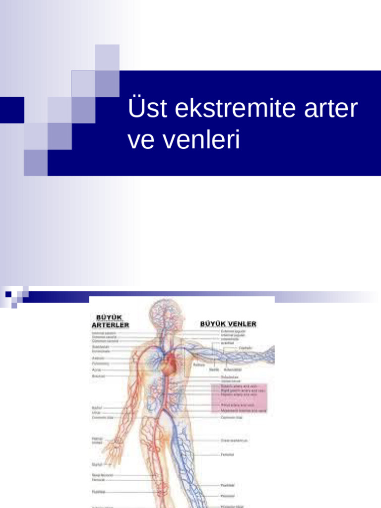 Üst Ekstremite Arter Ve Venleri | PDF