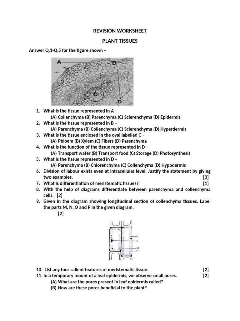 Revision Worksheet Tissues | PDF | Tissue (Biology) | Branches Of Botany