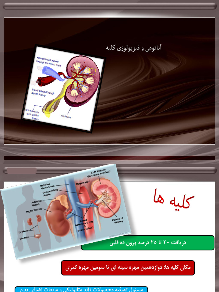 Anatomy Kidney | PDF