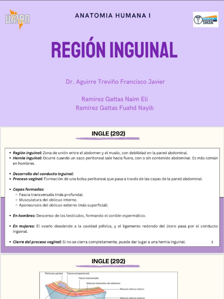 Anatomía - REGIÓN INGUINAL | PDF