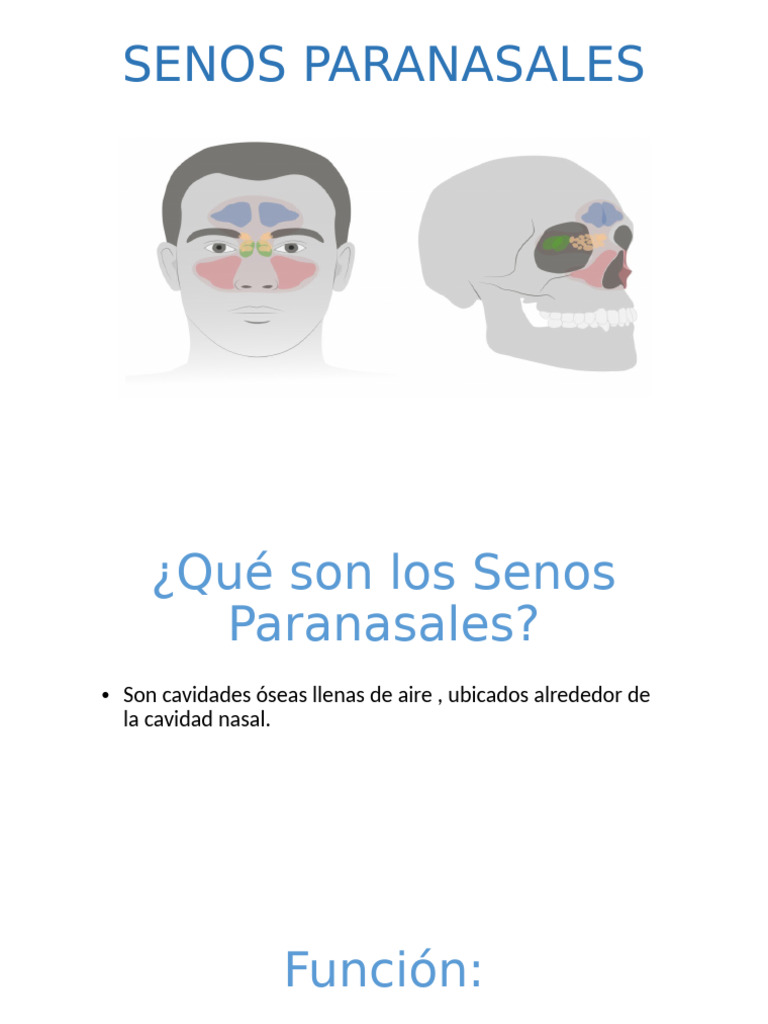 Senos Paranasales Unidad 11 | PDF | Rinología | Cabeza y cuello humanos
