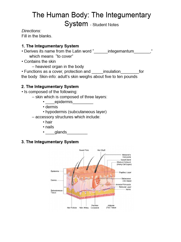 Student Notes Integumentary | PDF | Integumentary System | Skin