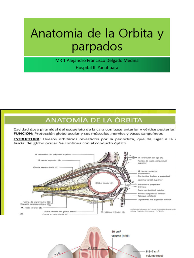 Anatomia Orbita | PDF