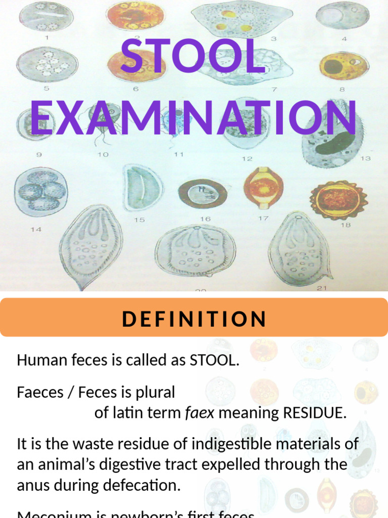 Stool Examination 1 | PDF | Feces | Digestive System