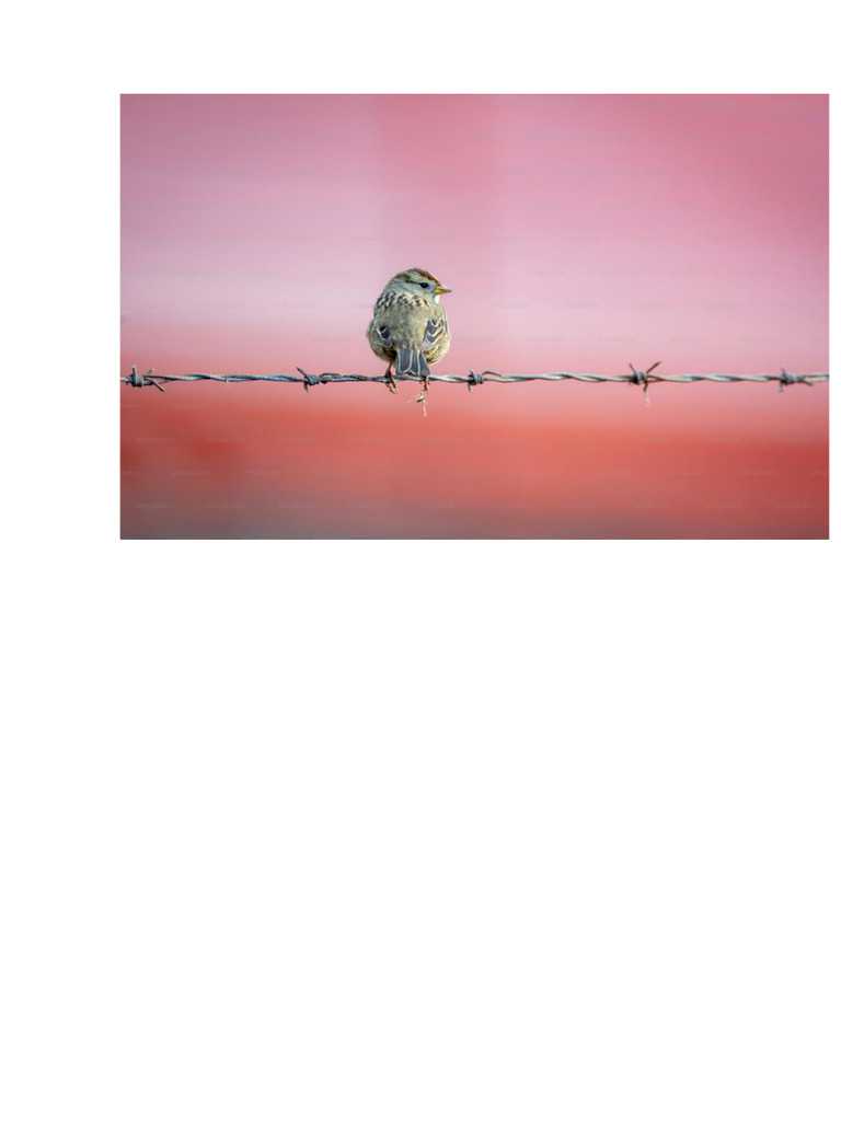Pajarito | PDF