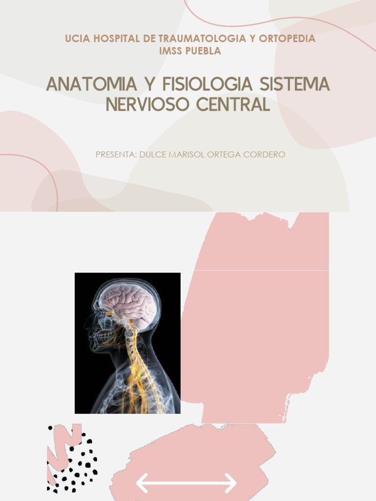 Anatomia y Fisiologia SNC | PDF | Cerebro | Sistema nervioso central