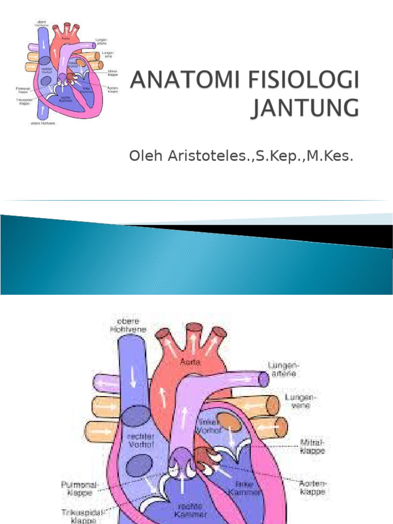 Struktur dan Fungsi Jantung Manusia | PDF