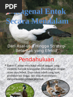 Mengenal Jenis dan Beternak Entok | PDF
