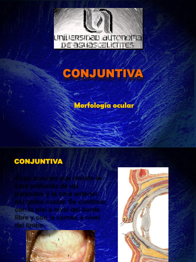Conjuntiva MO 2025 | PDF | Epitelio | Membrana mucosa