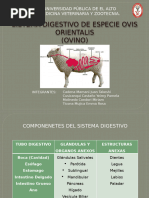 Oxyuris Equi | PDF | Tracto gastrointestinal | Intestino grueso