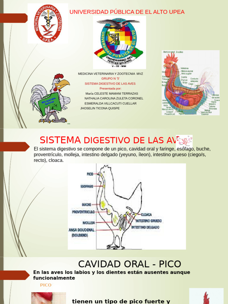 Aves Digestivo | PDF | Sistema digestivo humano | Digestión