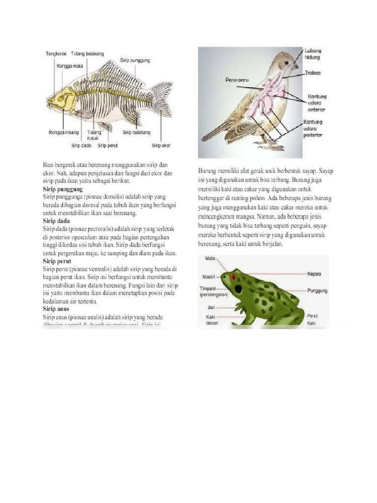 Alat Gerak | PDF