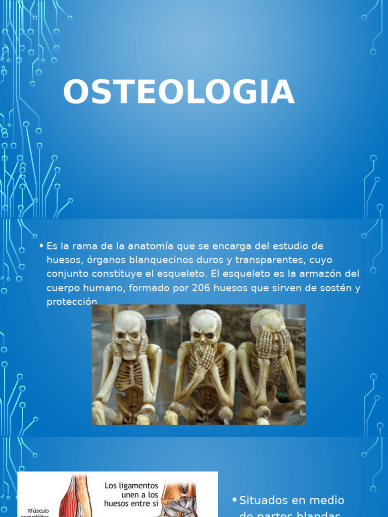 2.- OSTEOLOGIA | PDF | Hueso | Esqueleto