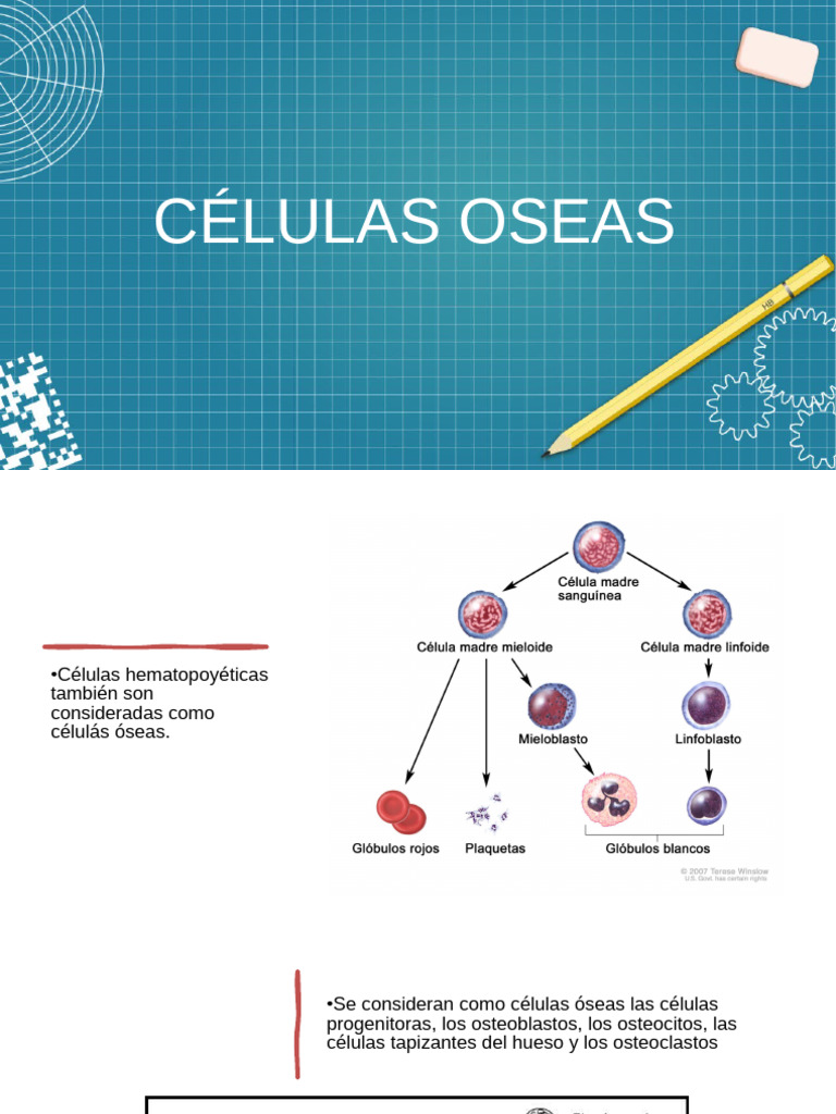 Celulas Oseas | PDF | Cartílago | Hueso