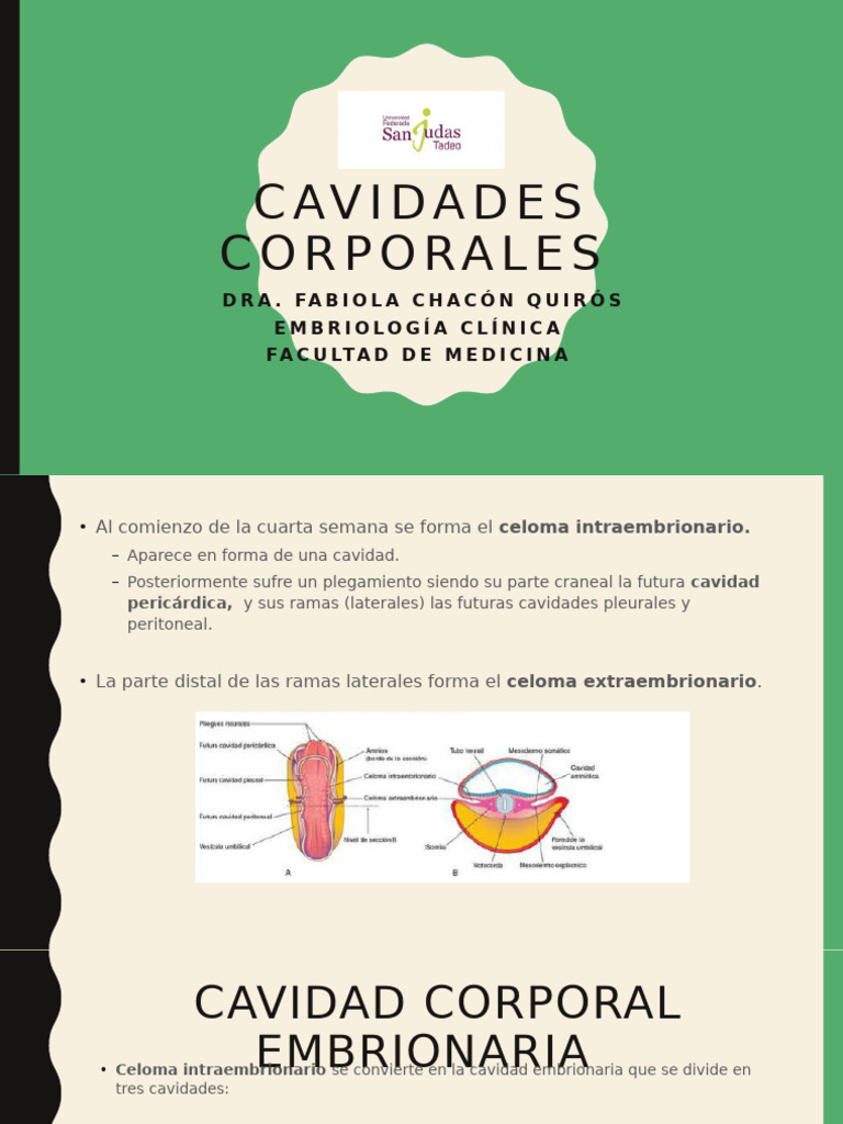 4. Cavidades Corporales, Placenta y Membranas Fetales. | PDF | Placenta ...