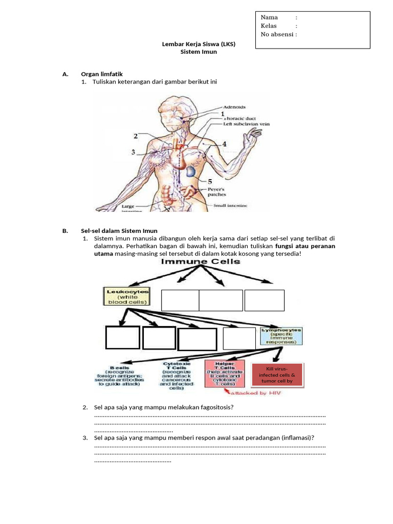 LKS Sistem Imun: Sel & Organ Limfoid | PDF