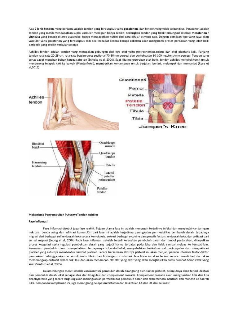 Ada 2 Jenis Tendon | PDF