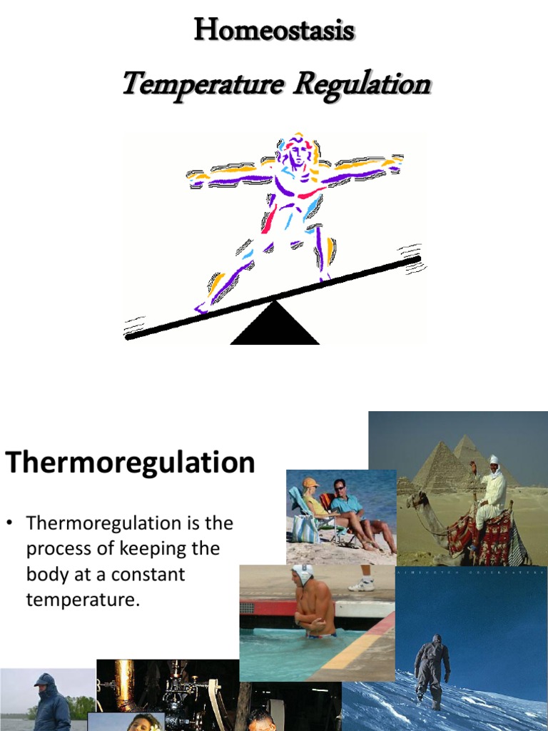 Homeostasis Temperature Regulation | PDF | Thermoregulation | Vasodilation