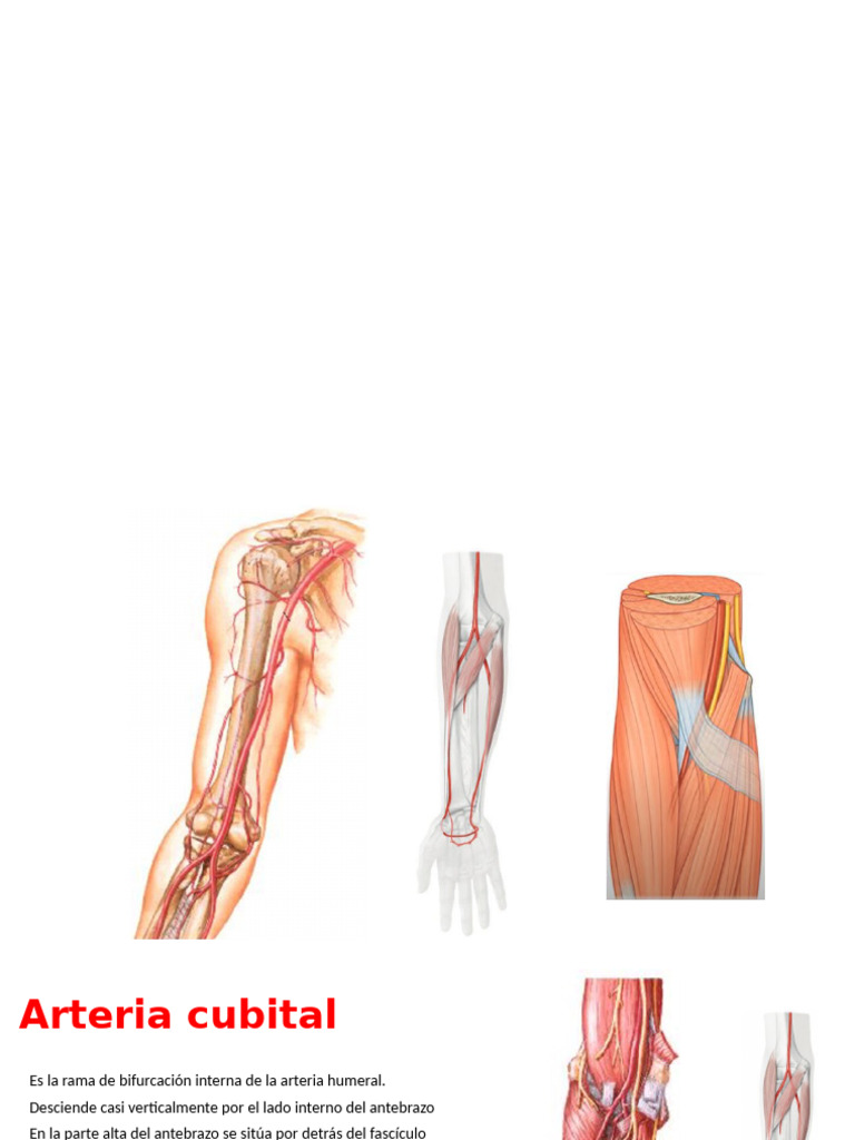 Arterias Extr. Sup. II | PDF | Mano | Angiología
