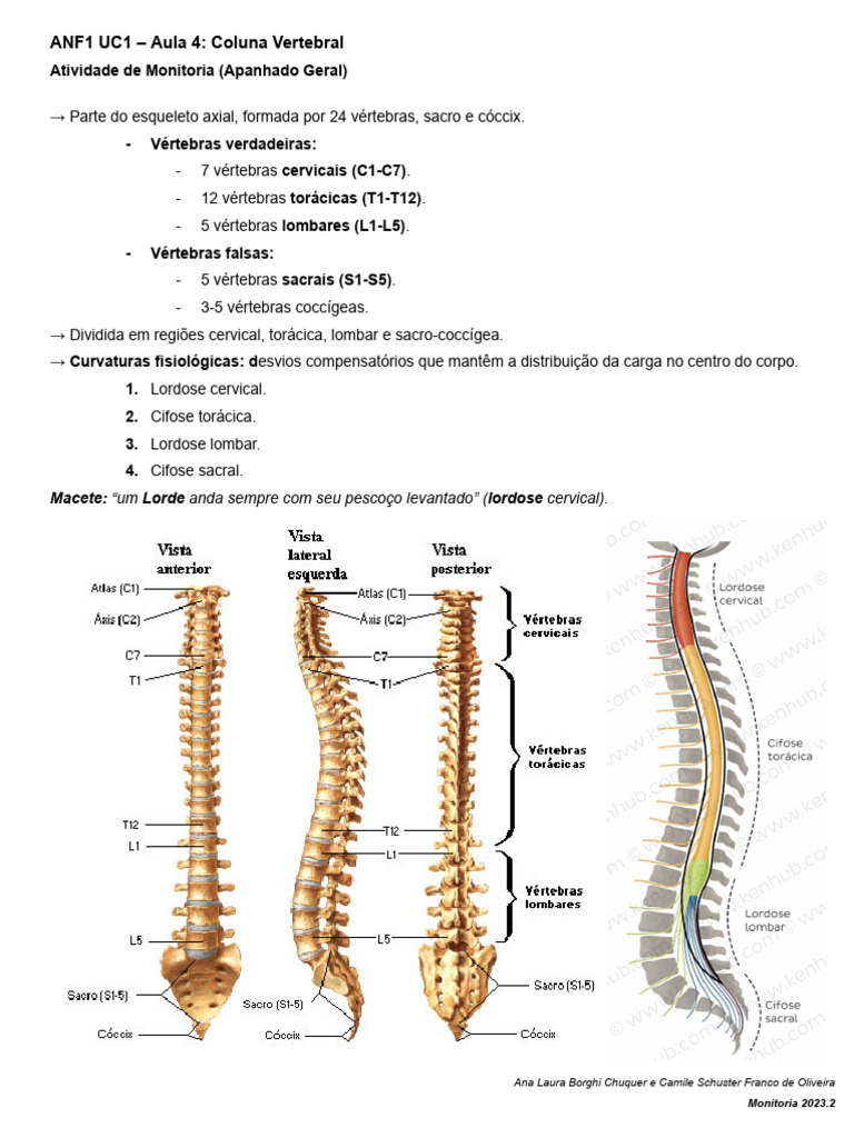 Apanhado Geral - ANF1 UC1, Aula 4 - Anatomia Radiológica e Coluna ...