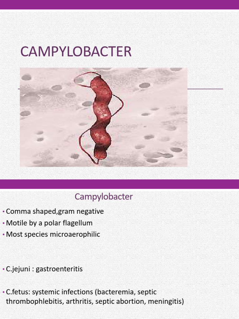 Campylobacter__Helicobacter | PDF | Diseases And Disorders | Immunology