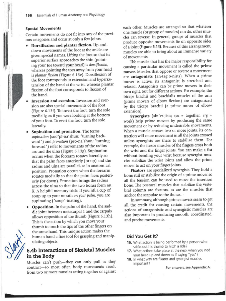 Muscular System Textbook Pages Part 2 PDF | PDF