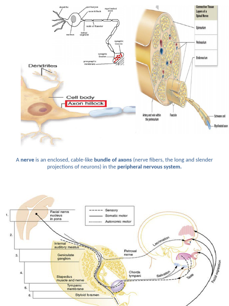 Nerve Supply of Oral Cavity 1ST Yr Edited | PDF