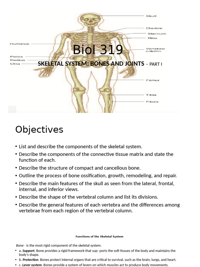 Skeletal System: Bones and Joints Overview | PDF | Vertebra | Vertebral ...