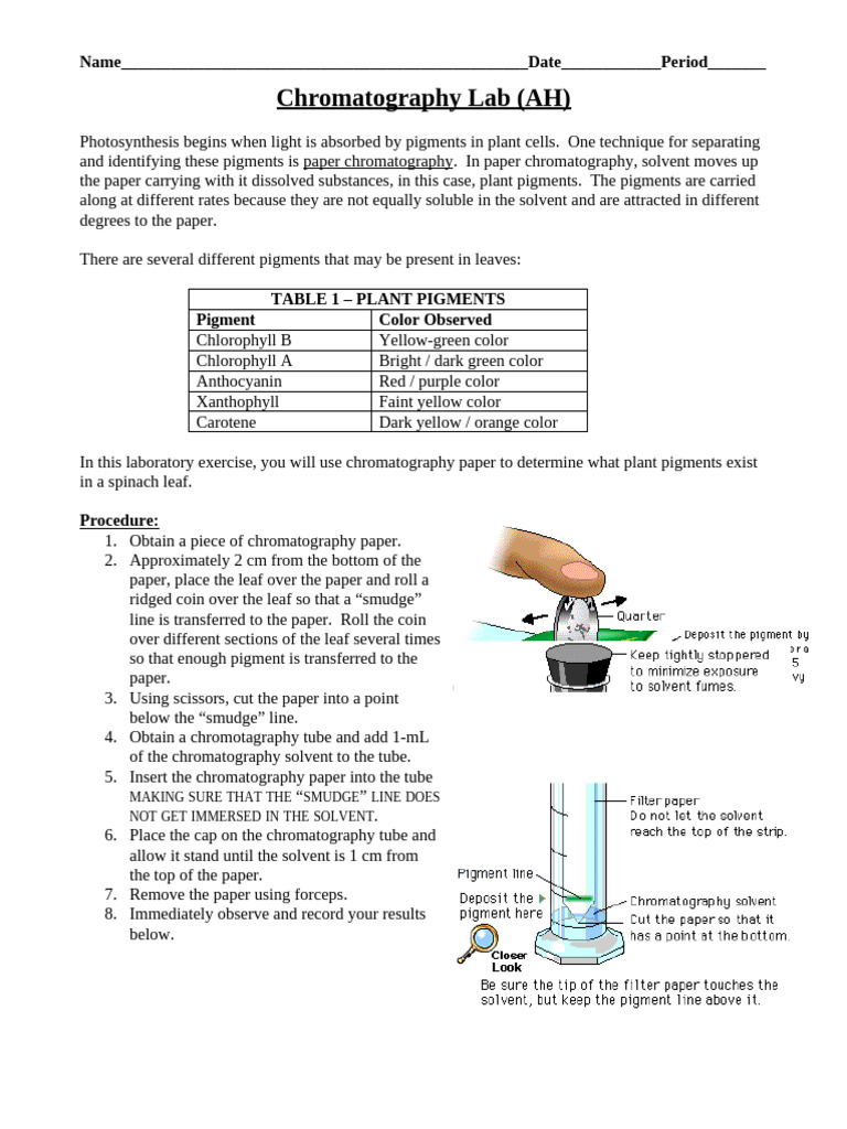 Plant Pigment Analysis via Chromatography | PDF | Biology