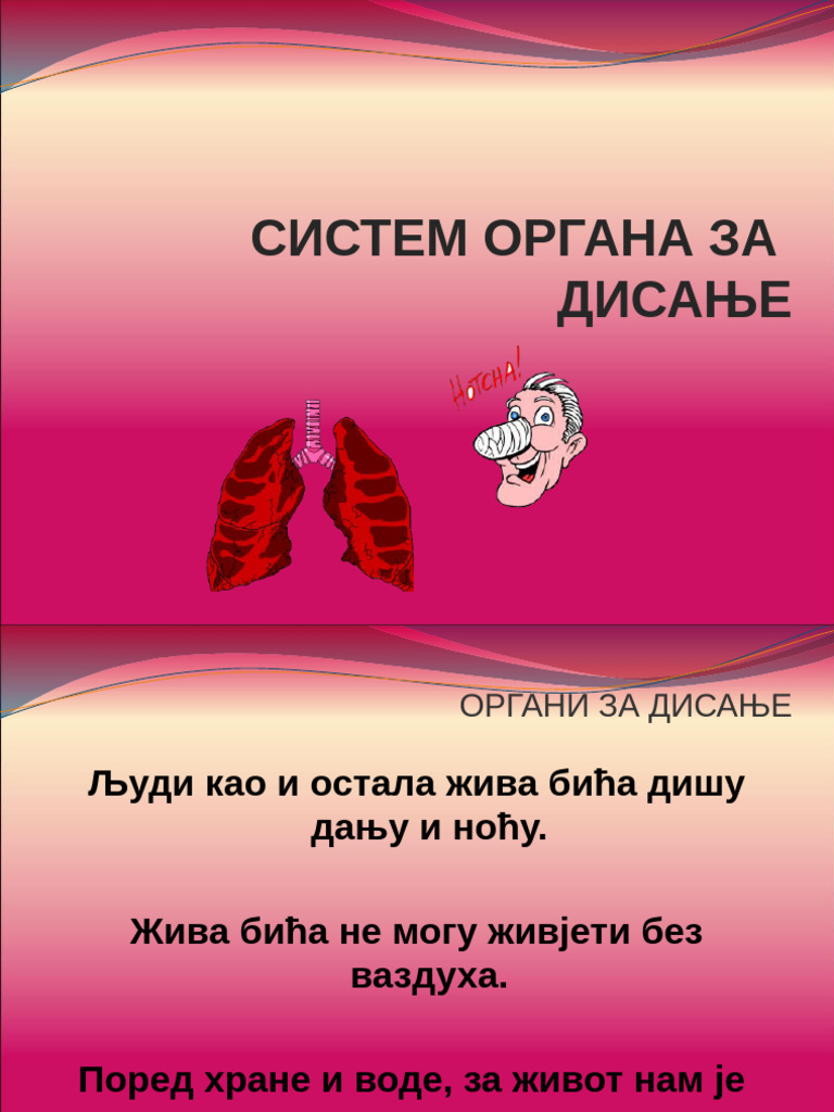 Organi Za Disanje 2 | PDF