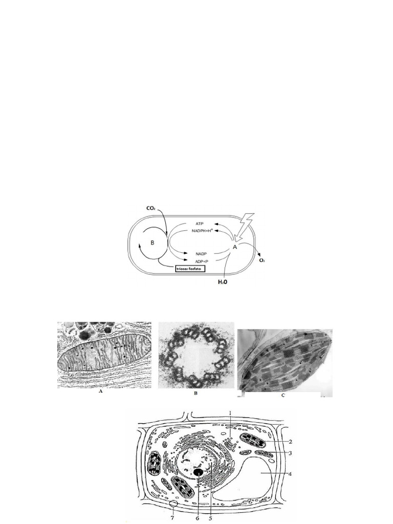 ACTIVIDADES REPASO CÉLULA | PDF