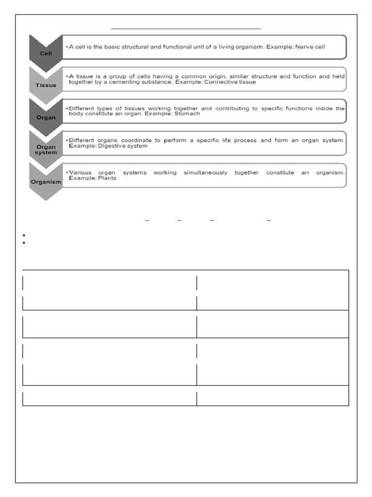 Tissues Class 9 Notes CBSE Science Chapter 6 | PDF | Neuron | Epithelium