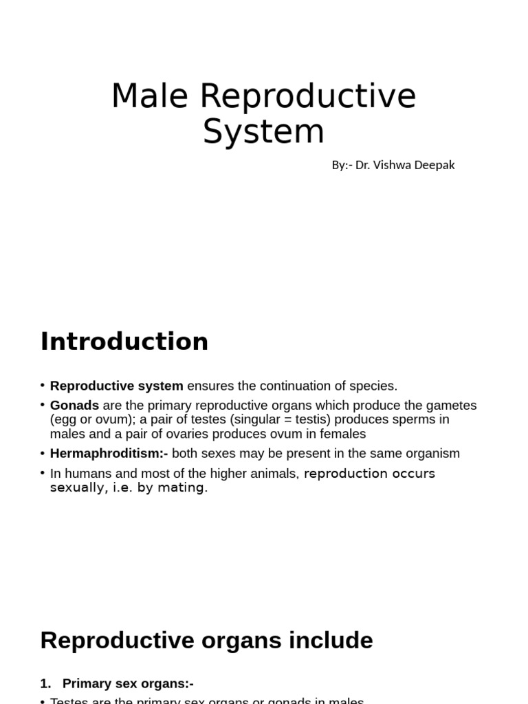 Male Reproductive System | PDF | Testicle | Animal Anatomy