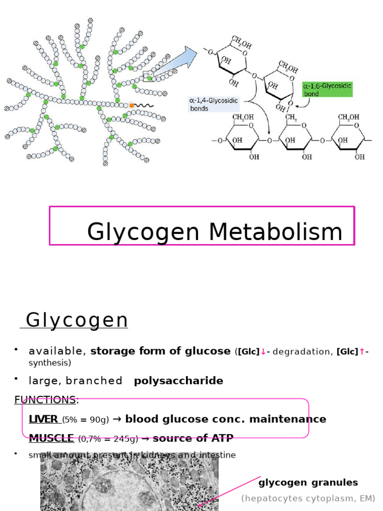 Glycogen Metabolism | PDF | Glycogen | Glucose