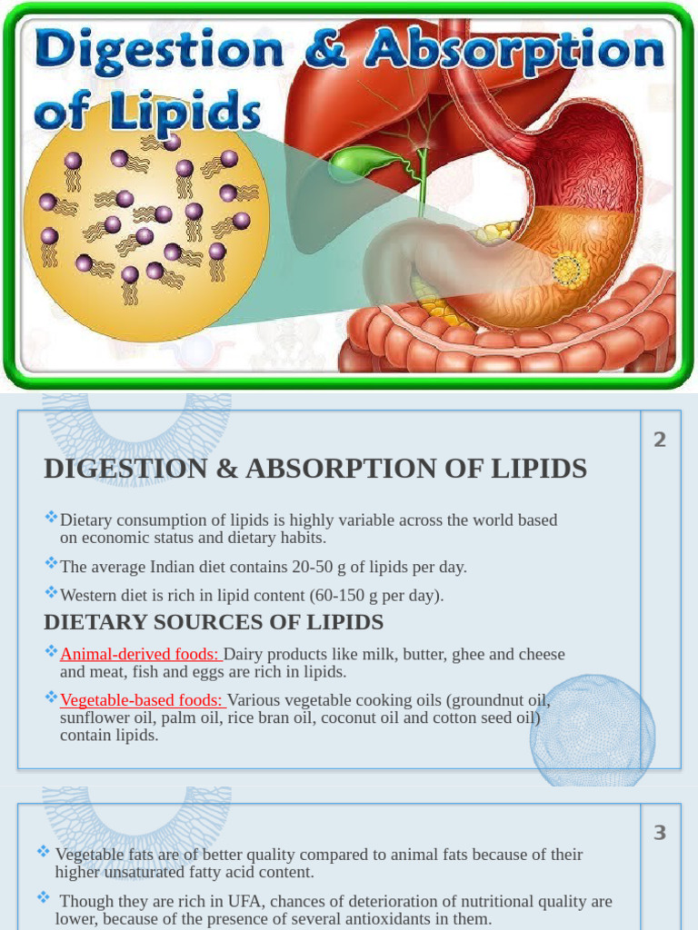 Lipid Digestion and Absorption Process | PDF | Bile | Digestion