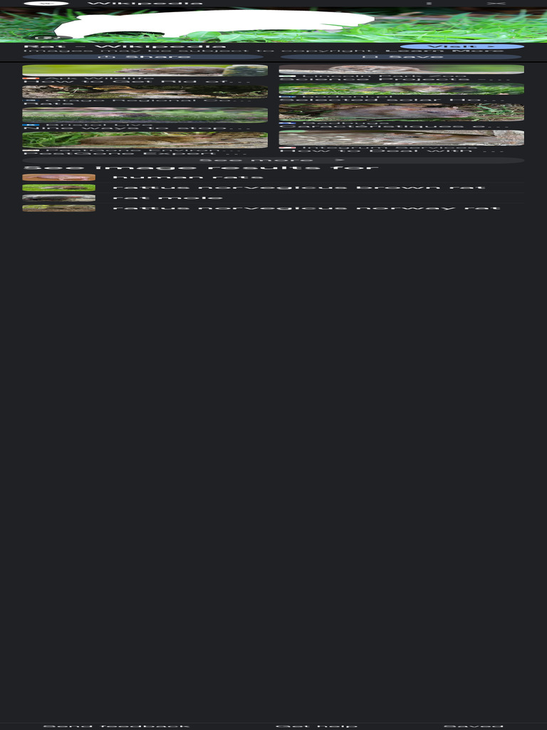 Rat - Google Search | PDF