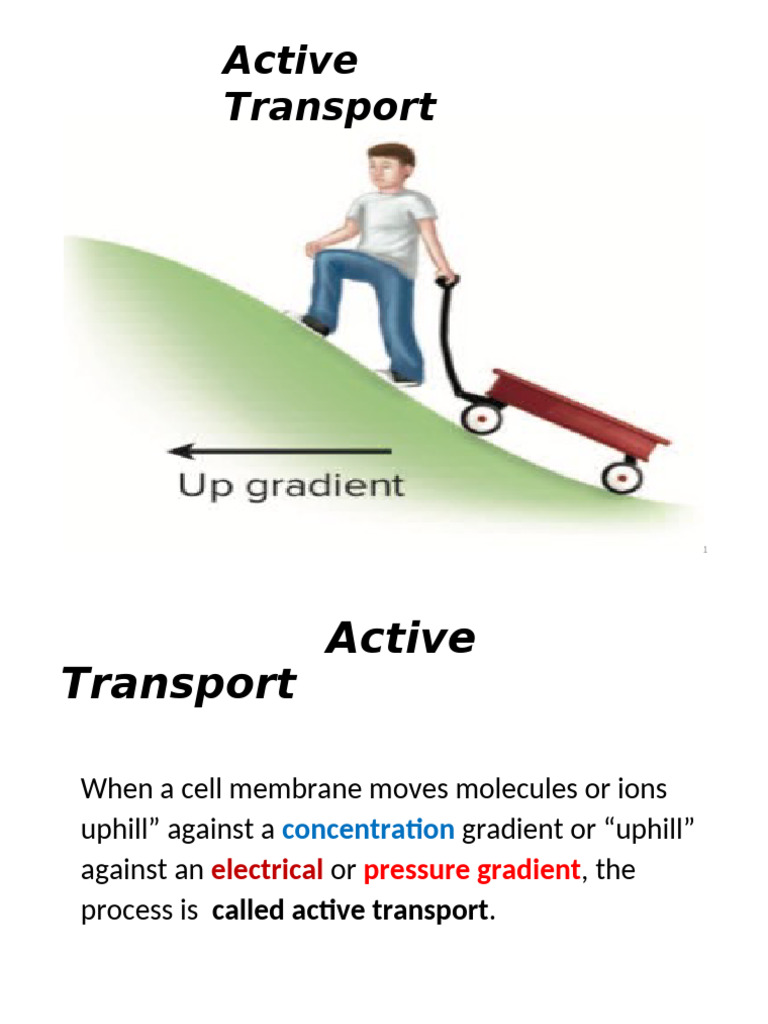 Understanding Active Transport Mechanisms | PDF | Cell Membrane ...