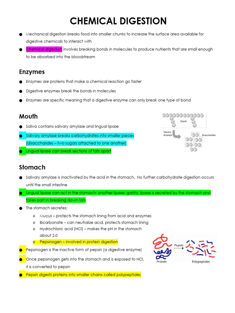 CHEMICAL DIGESTION Handout | PDF | Digestion | Stomach