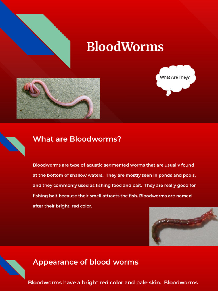Bloodworm Presentation | PDF
