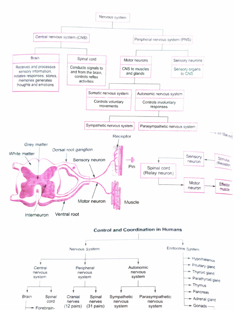 Control and Coordination | PDF | Nervous System | Central Nervous System