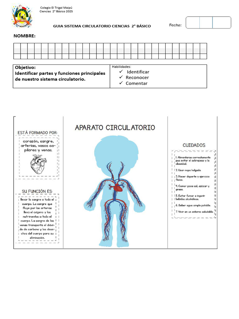 Guía del Sistema Circulatorio para Niños | PDF