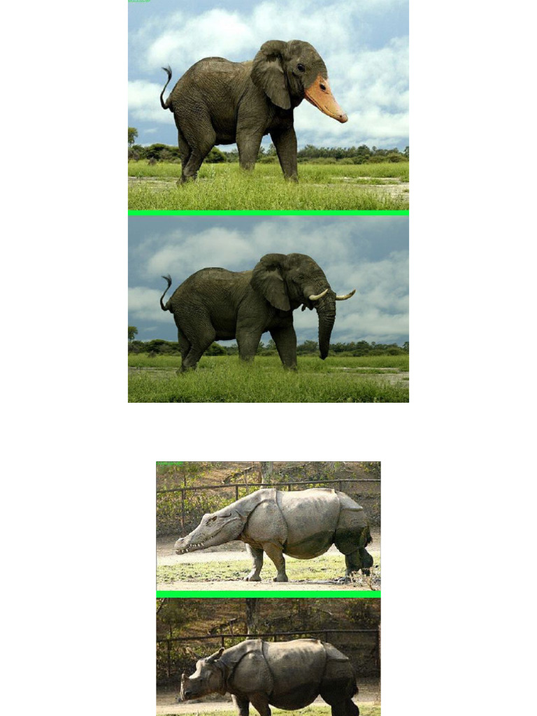 Absurdos visuales animales | PDF